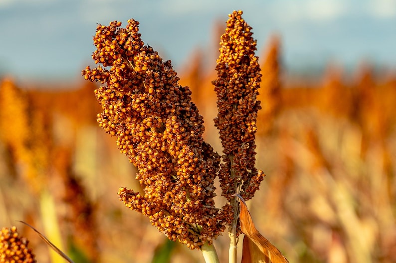 70 SUGAR DRIP SORGHUM Amber Cane Grain Sweet Syrup Vegetable Seeds - Etsy