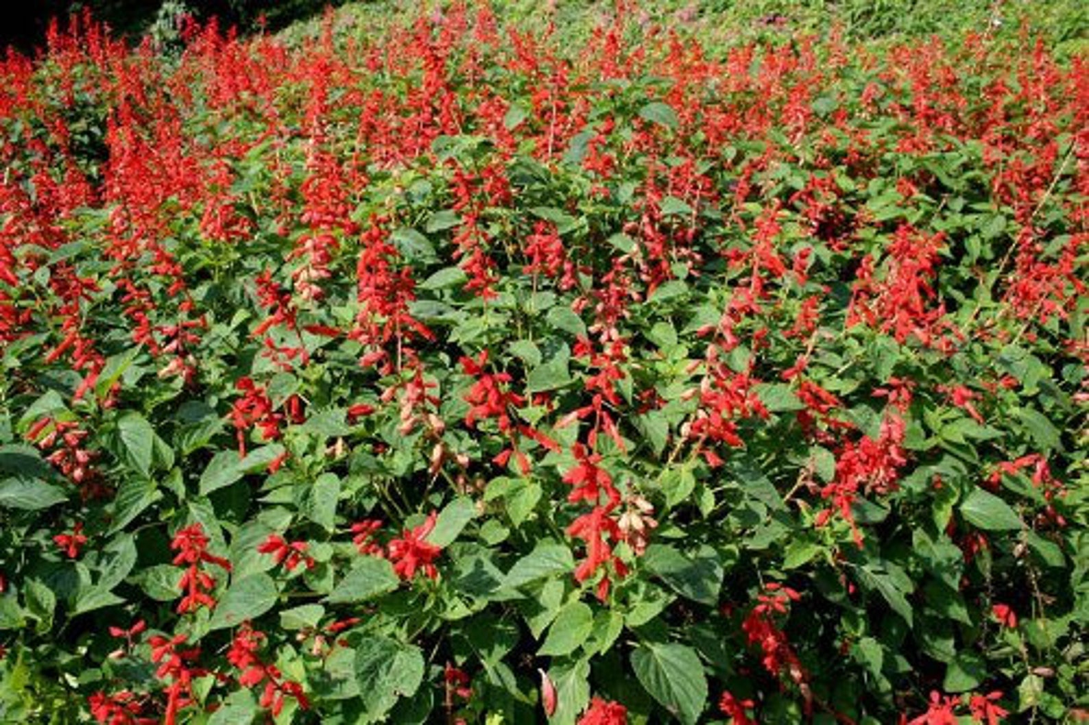 400 SCARLET SAGE lady-in-red Salvia / Blood Sage / Red Texas - Etsy