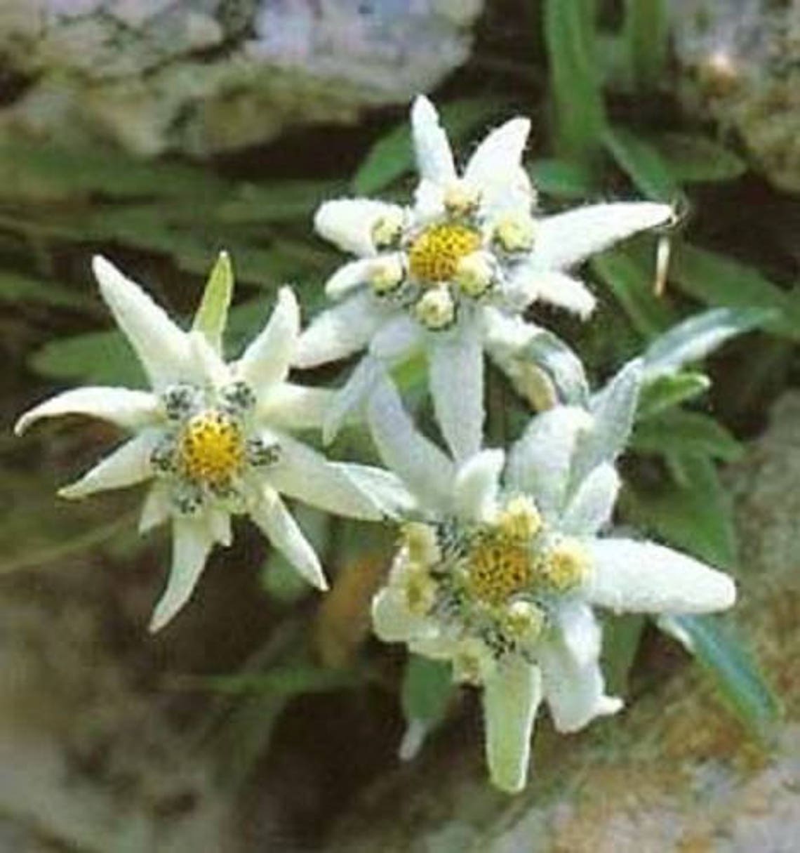 50 EDELWEISS Leontopodium Alpinum White Flower Seeds flat - Etsy