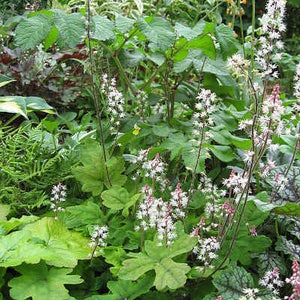 20 SUGAR SCOOP FOAMFLOWER White Tiarella Trifoliata Laceflower Flower ...