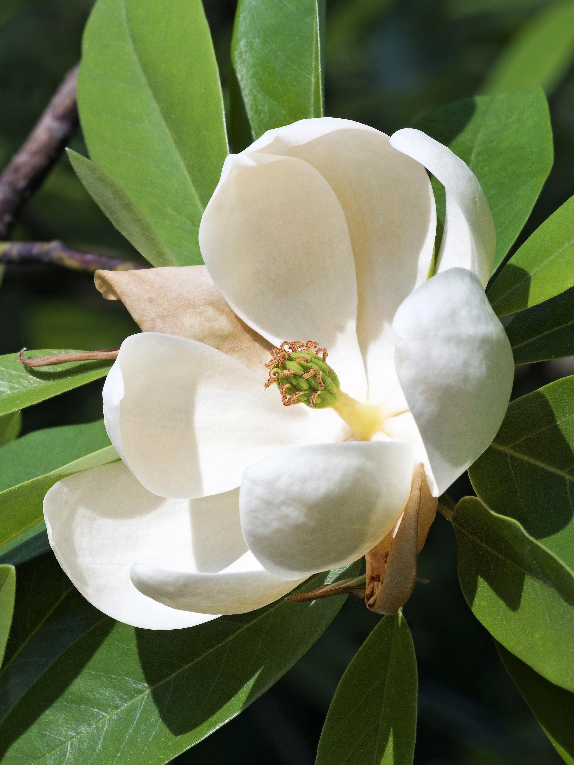 10 SWEETBAY MAGNOLIA Virginiana TREE Shrub Native Sweet Bay, White Bay ...