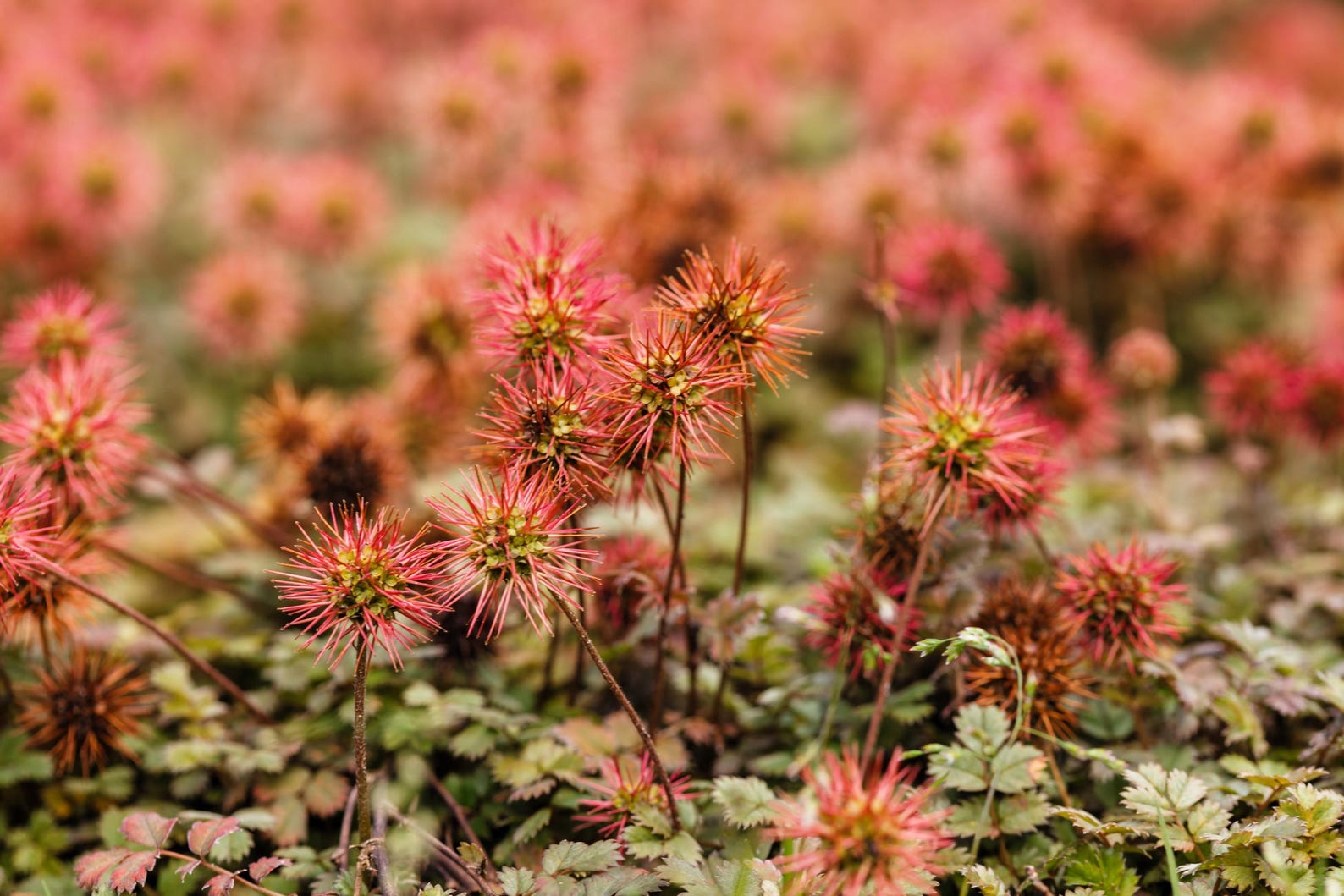 20 NEW ZEALAND BURRS Scarlet Piripiri Acaena Microphylla Flower Ground ...