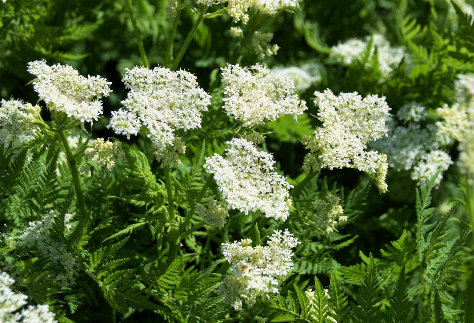 20 SWEET CICELY Myrrhis Odorata Herb Fragrant Flower Licorice Flavor ...