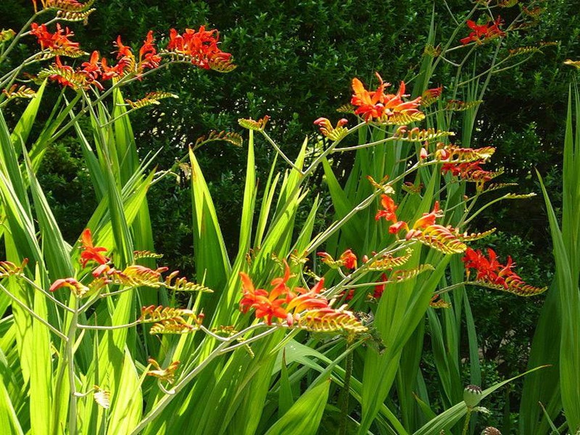 10 RED LUCIFER CROCOSMIA Crocosmia Masoniorum Flower Seeds - Etsy