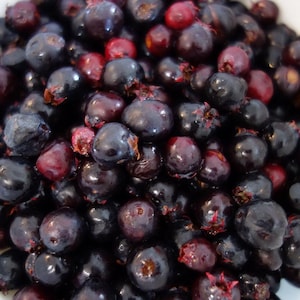 20 SASKATOON SERVICEBERRY Aka Western, Pacific, Juneberry, Shadbush ...