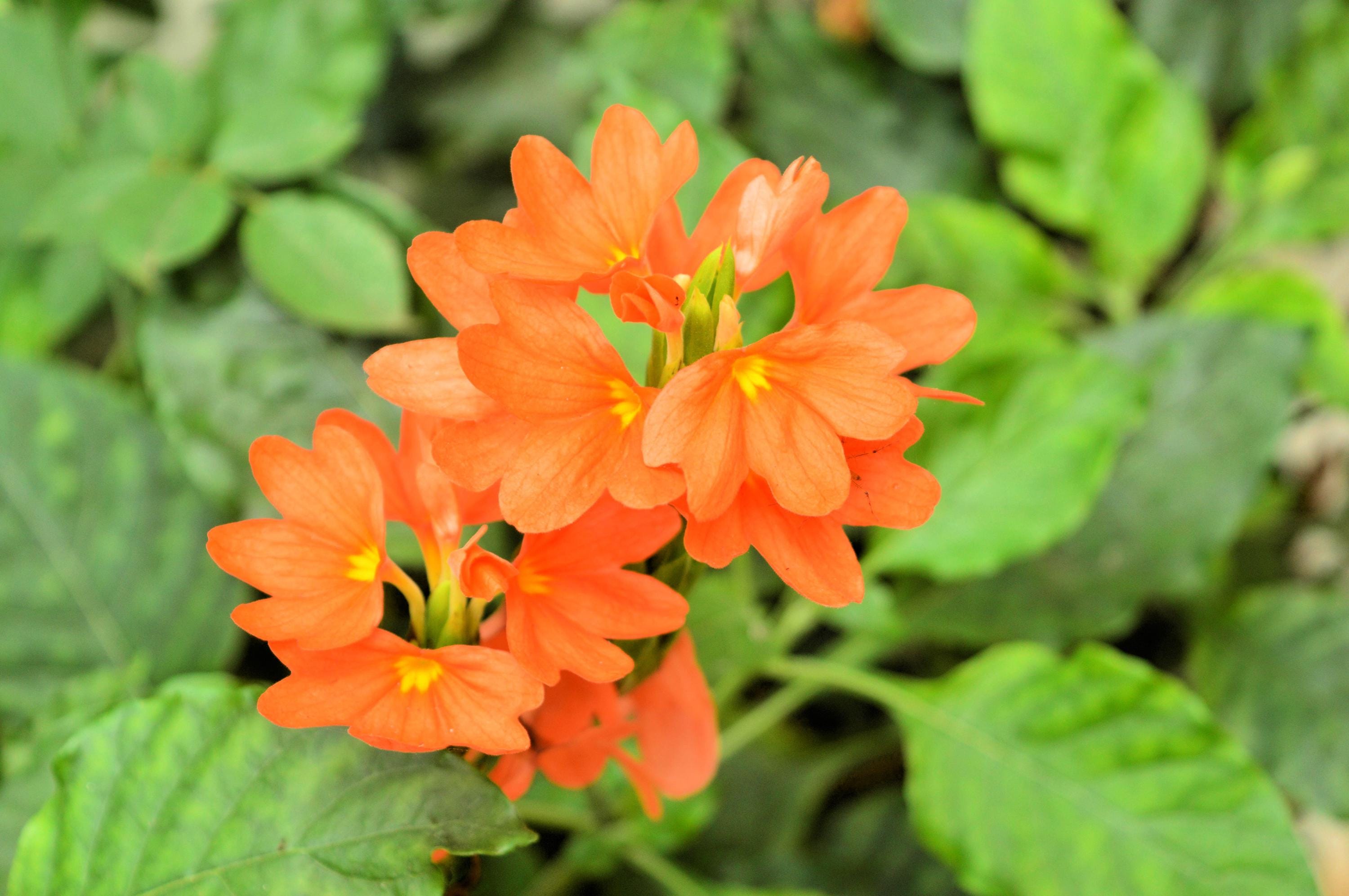 10 ORANGE MARMALADE CROSSANDRA Infundibuliformis Firecracker Flower ...