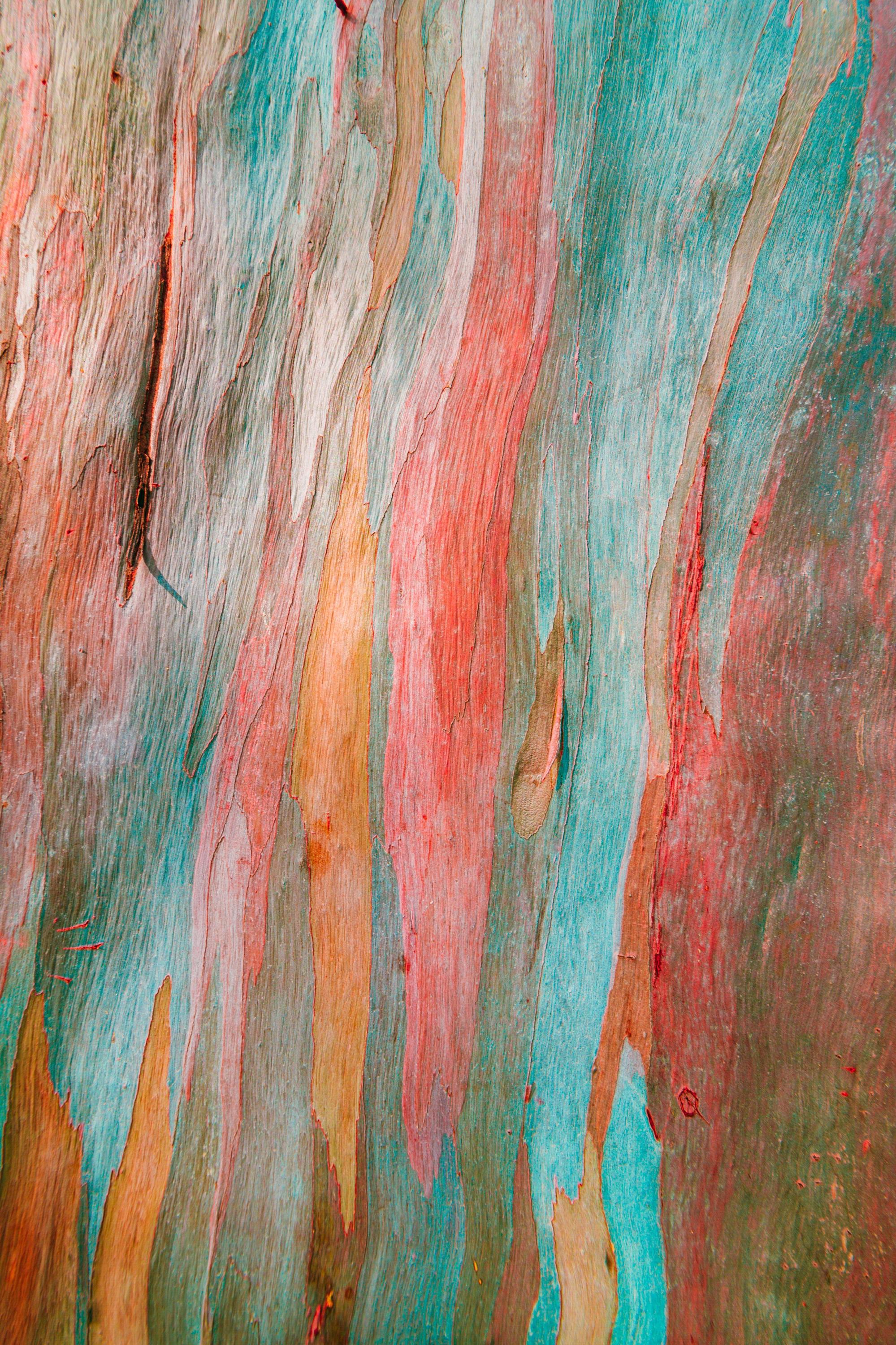 50 RAINBOW EUCALYPTUS Deglupta Gum Multicolor Bark Tree Seeds - Etsy