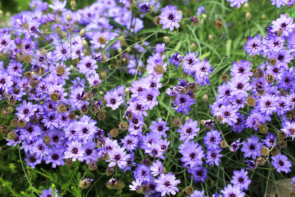 20 Blue CUPIDS DART Aka ' LOVE Plant ' Catananche Caerulea Flower Seeds ...