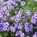 20 Blue CUPIDS DART Aka ' LOVE Plant ' Catananche Caerulea Flower Seeds ...