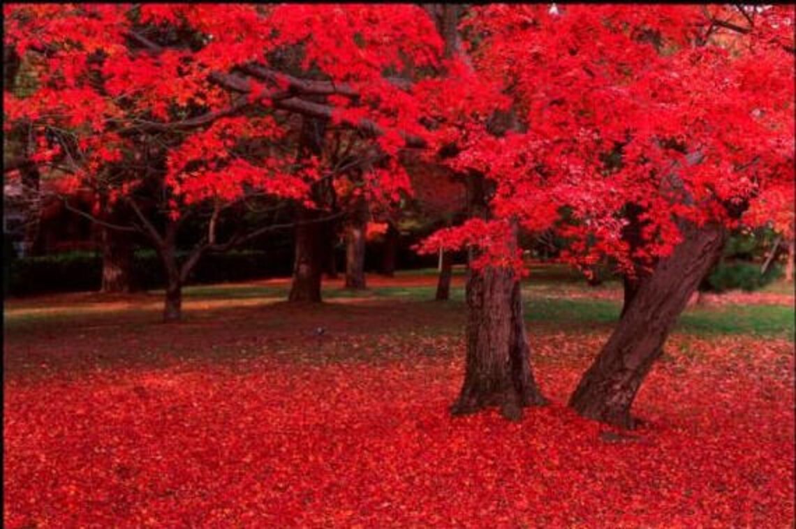 25 Scarlet CAROLINA RED MAPLE Tree Acer Rubrum Seeds | Etsy