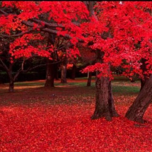 25 Scarlet CAROLINA RED MAPLE Tree Acer Rubrum Seeds - Etsy