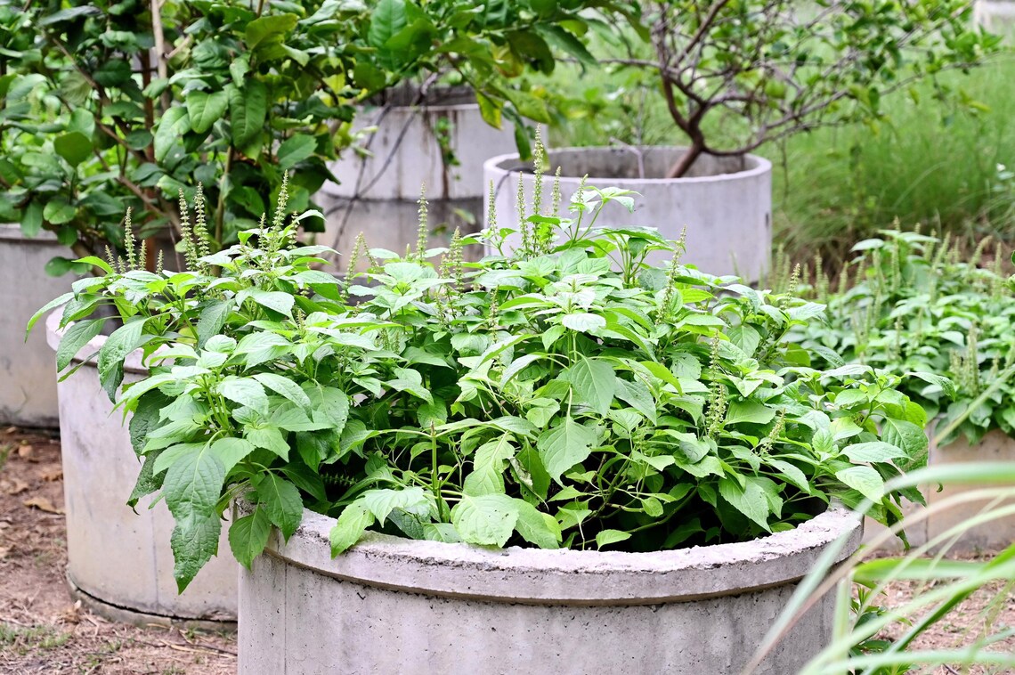 500 CLOVE BASIL Ocimum Basilicum Herb Flower Seeds - Etsy