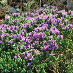 40 CONEHEAD THYME Thymus Capitatus Syn. Thymbra Capitata Mediterranean ...