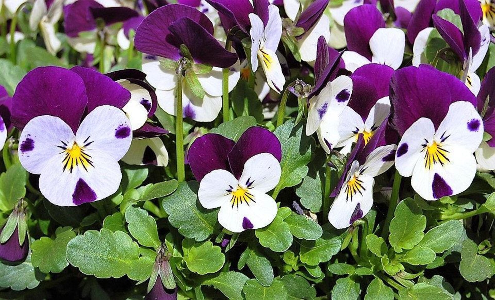 100 JOHNNY JUMP UP Violet Viola Tricolor Flower Seeds - Etsy