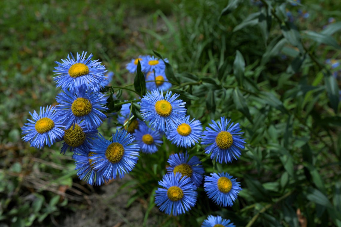 500 BLUE FLEABANE DAISY (dainty Daisy / Aspen Fleabane / Oregon ...