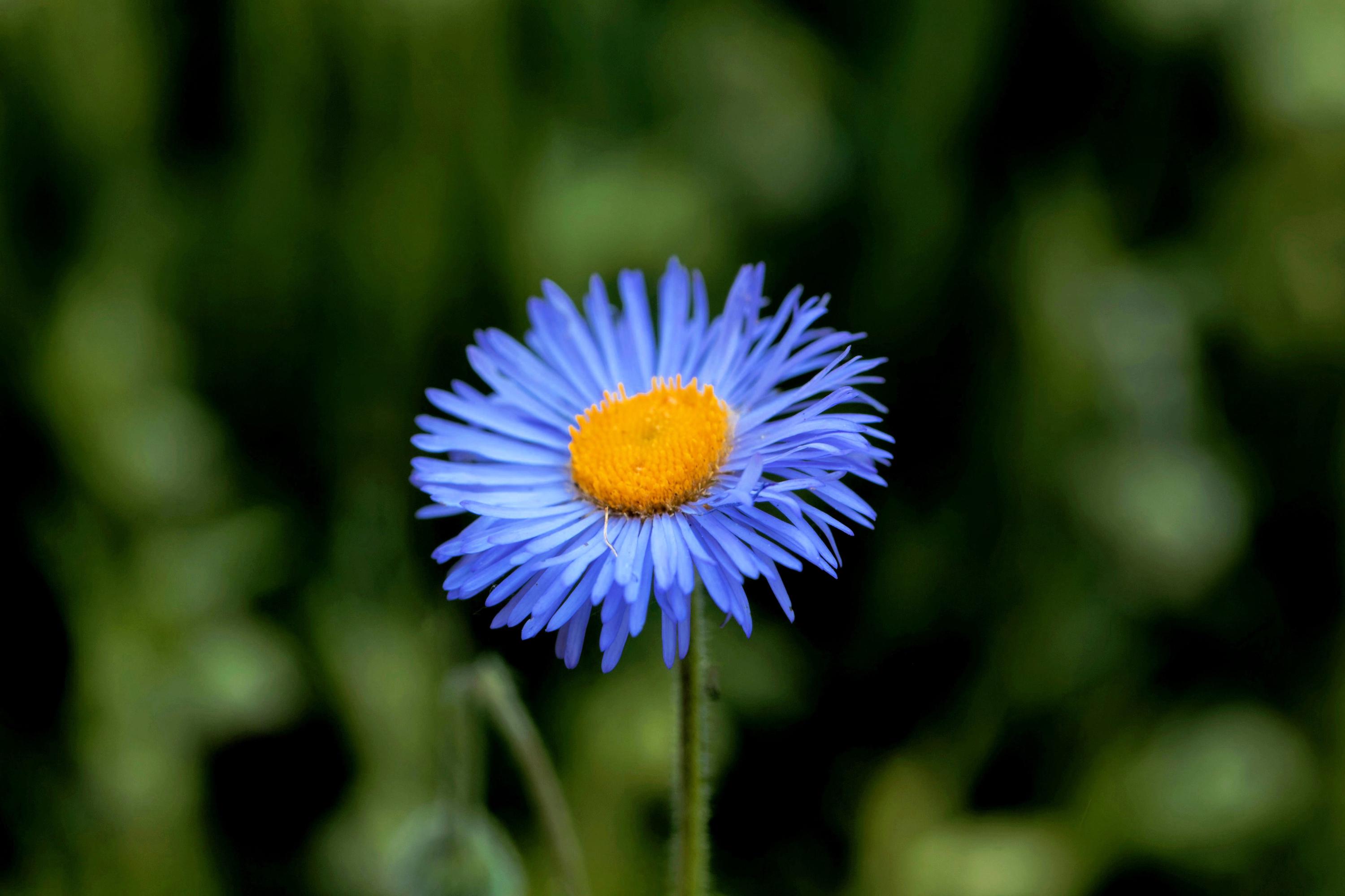 500 BLUE FLEABANE DAISY (dainty Daisy / Aspen Fleabane / Oregon ...