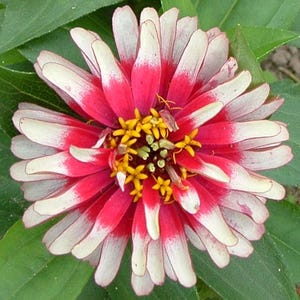 50 CAROUSEL MIX ZINNIA Elegans Carrousel Whirligig Mixed Colors Bicolor ...
