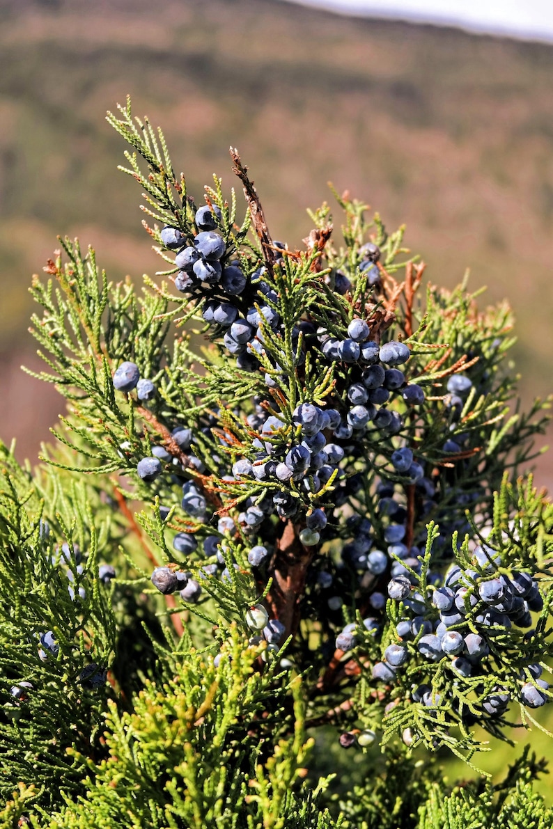 60 Organic Seeds COMMON JUNIPER (20 Berries) Juniperus Communis Tree ...