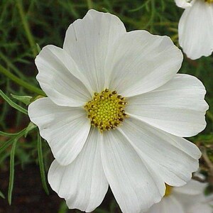 350 PURITY WHITE COSMOS Cosmos Bipinnatus Flower Seeds - Etsy