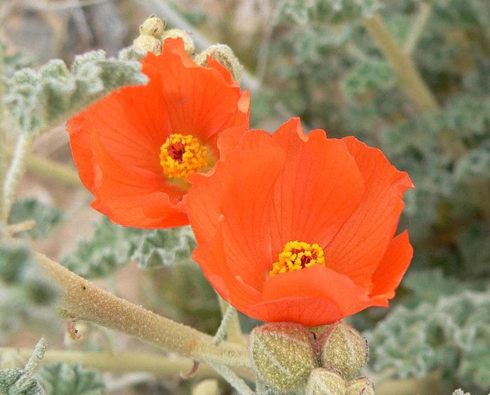 20 Apricot DESERT GLOBEMALLOW Mallow Sphaeralcea Ambigua - Etsy
