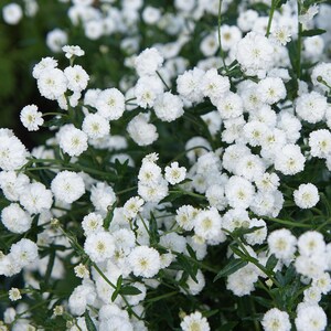 150 PEARL YARROW White Double Achillea Ptarmica Herb Flower Seeds - Etsy