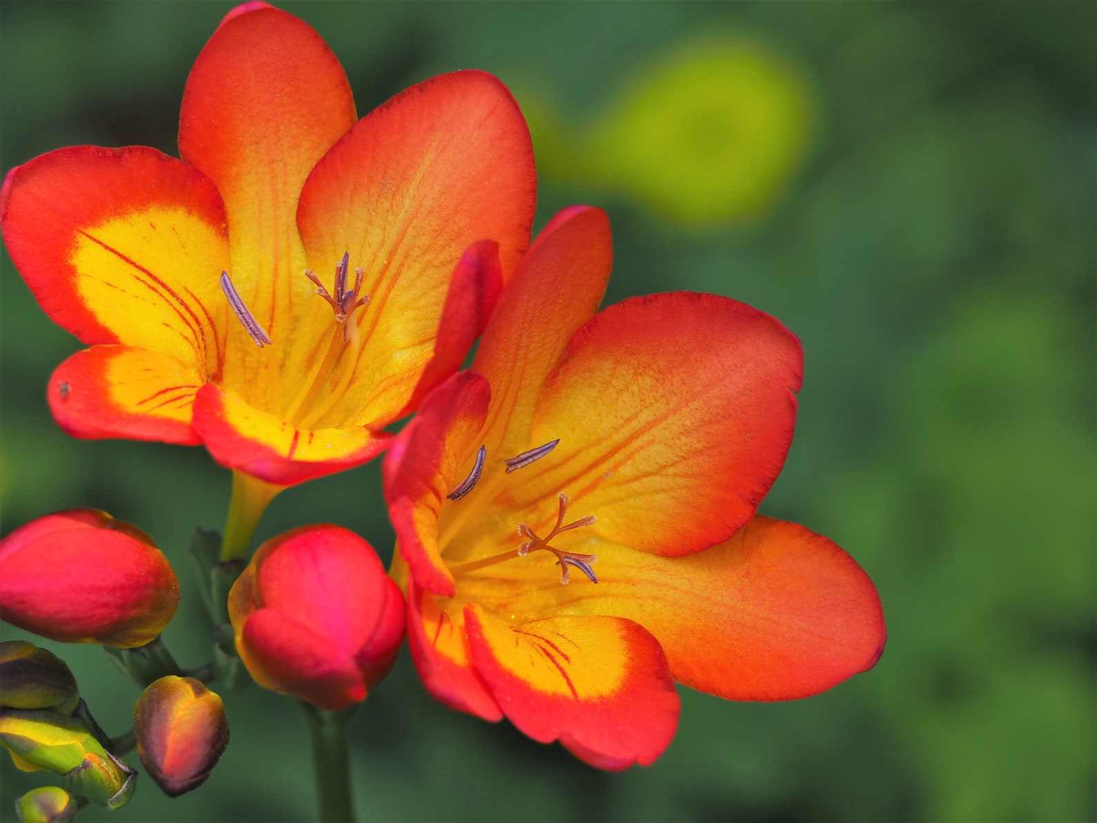 5 ROYAL CHAMPION Mix FREESIA Mixed Colors Pink Blue Purple | Etsy