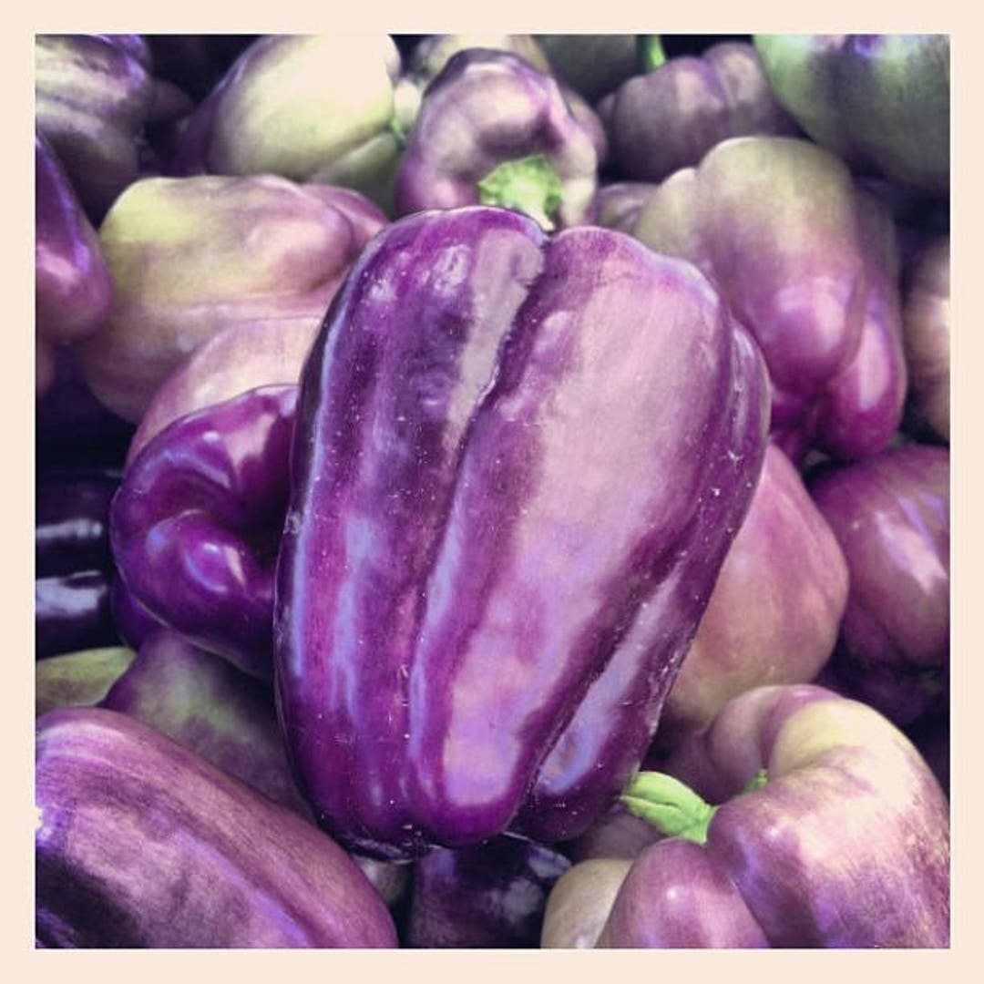 75 PURPLE BEAUTY PEPPER Sweet Mild Bell Capsicum Annuum Vegetable Seeds ...