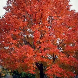 25 Scarlet Carolina Red Maple Tree Acer Rubrum Seeds Etsy