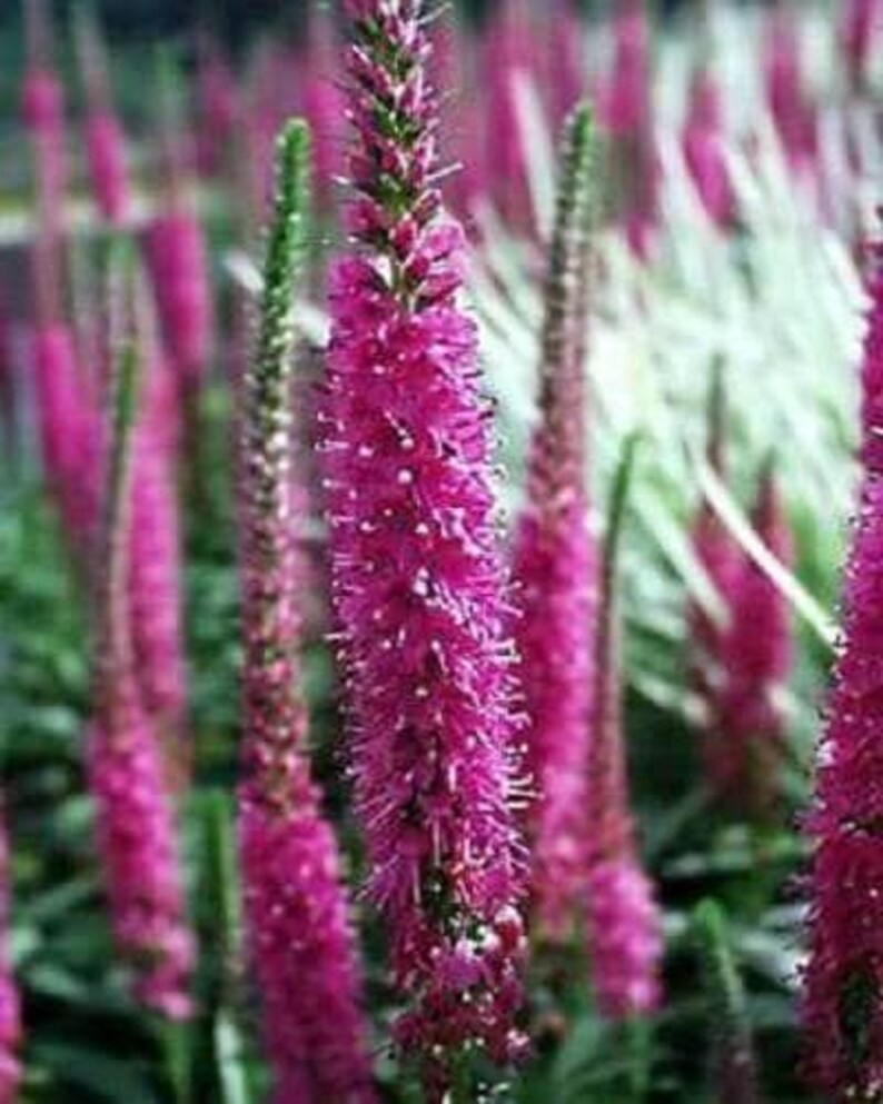 50 Mixed Colors VERONICA SIGHTSEEING MIXTURE (spike Speedwell) Veronica ...