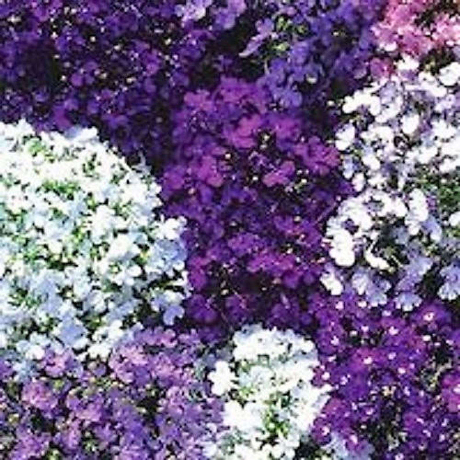 200 MIXED COLORS LOBELIA Regatta Lobelia Erinus Flower Seeds - Etsy