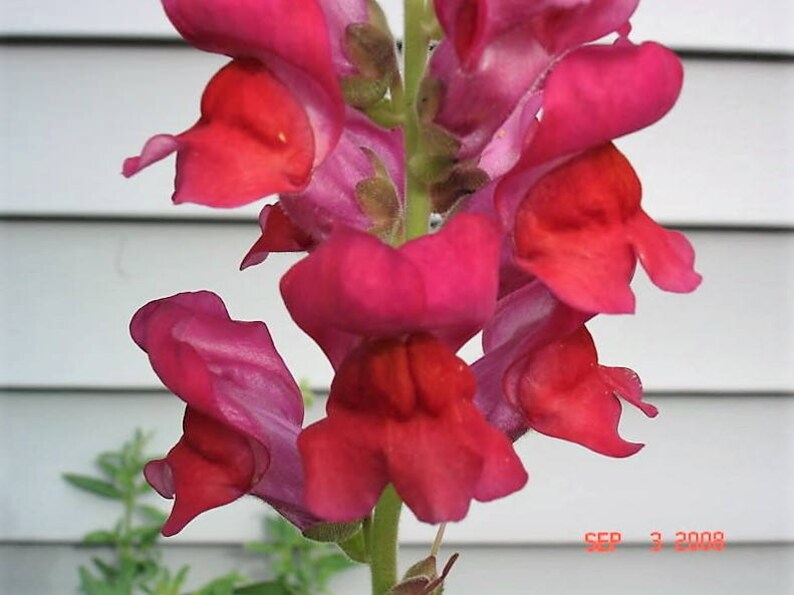 250 RUBY RED SNAPDRAGON Antirrhinum Majus Flower Seeds flat - Etsy