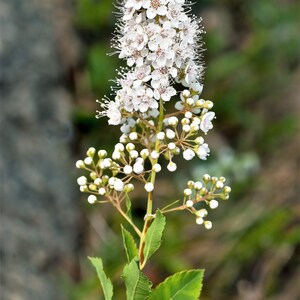 100 WHITE MEADOWSWEET Spiraea Alba Narrow Leaved Queen of the Prairie ...
