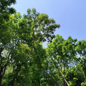 5 TRUE MAHOGANY TREE Honduran Big Leaf Sky Fruit Swietenia Macrophylla ...