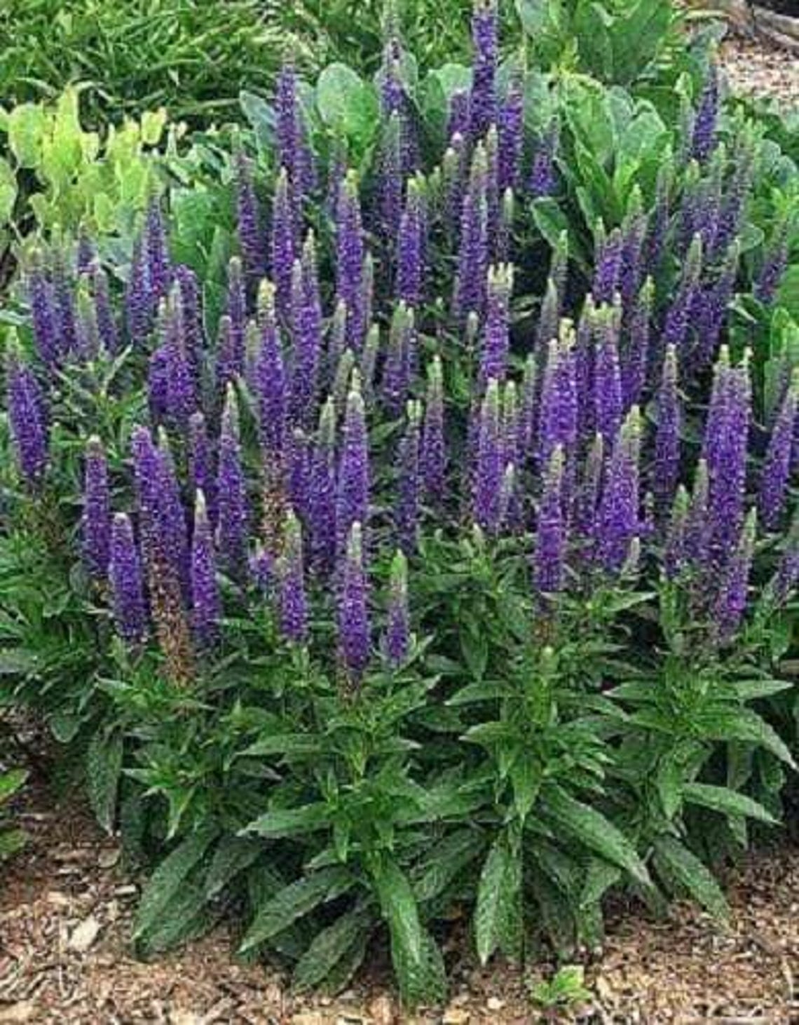 50 Mixed Colors VERONICA SIGHTSEEING MIXTURE (spike Speedwell) Veronica ...