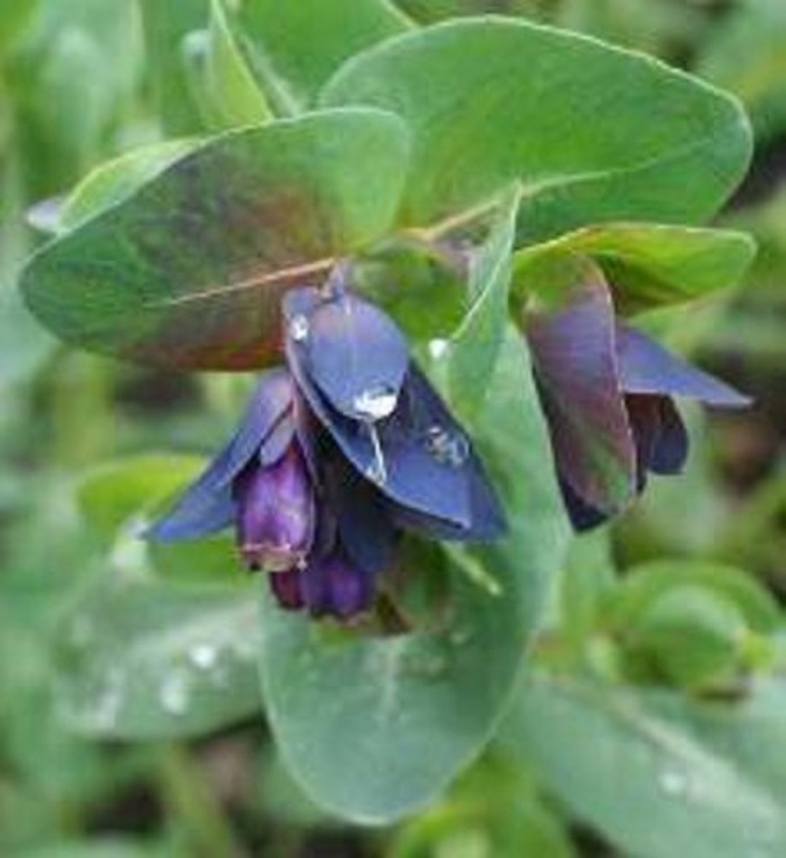 10 BLUE SHRIMP PLANT / Honeywort Cerinthe Major Flower Seeds - Etsy