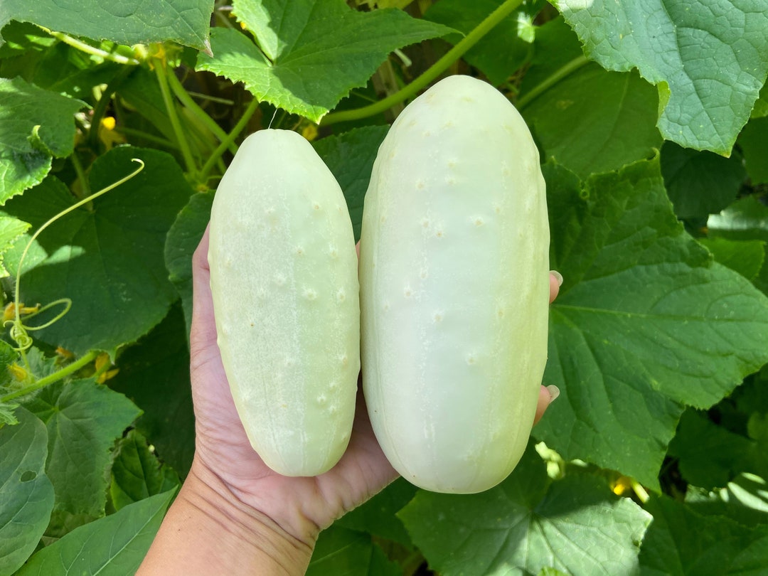 50 WHITE WONDER CUCUMBER Fruit Cucumis Sativus Seeds - Etsy