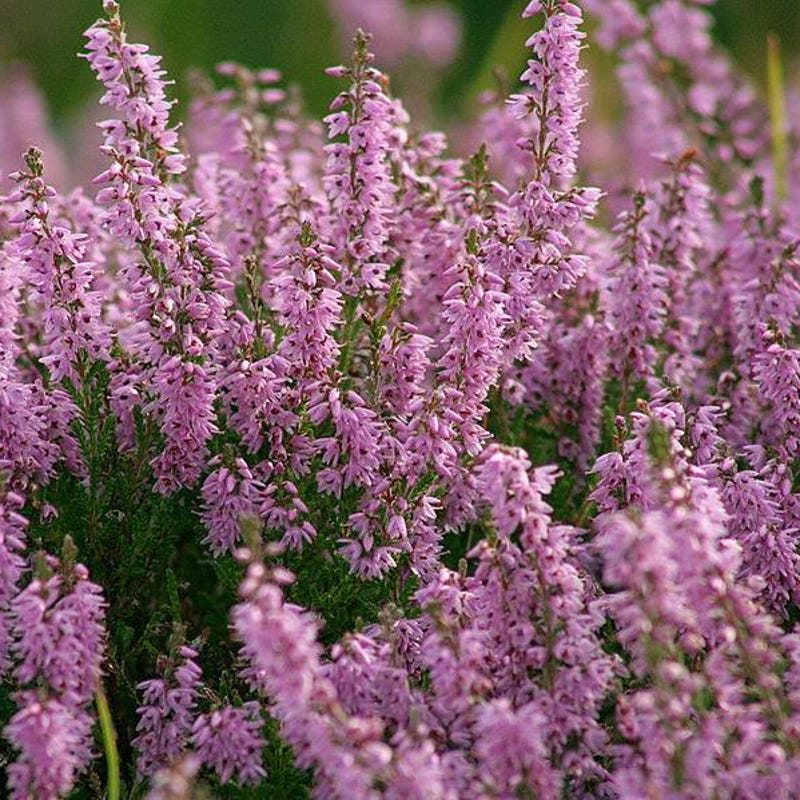 Scottish Heather - Etsy