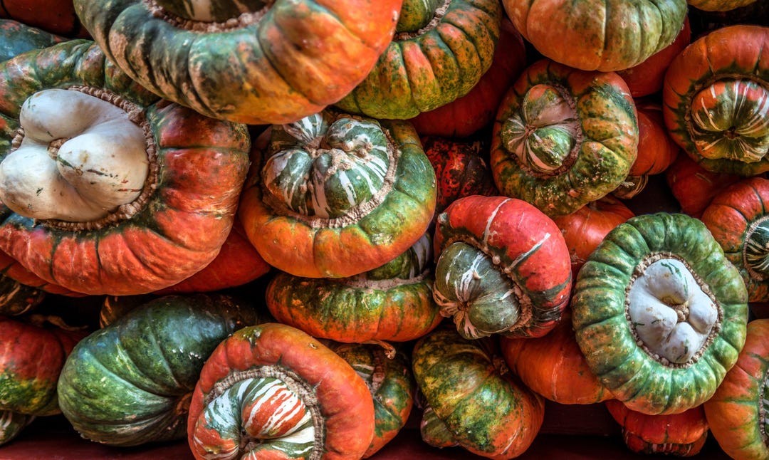 10 American TURKS TURBAN SQUASH Gourd Cucurbita Maxima Vine Seeds - Etsy