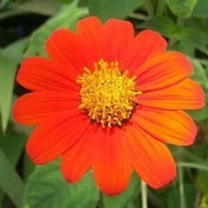 50 RED MEXICAN Torch SUNFLOWER Tithonia Rotundifolia Red Orange Flower ...