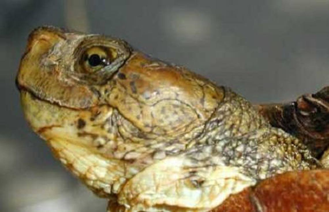 50 WHITE TURTLEHEAD Chelone Glabra Flower Seeds | Etsy Canada