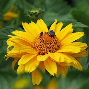 50 SUMMER SUN SUNDROPS Yellow Heliopsis Scabra False Sunflower Flower ...