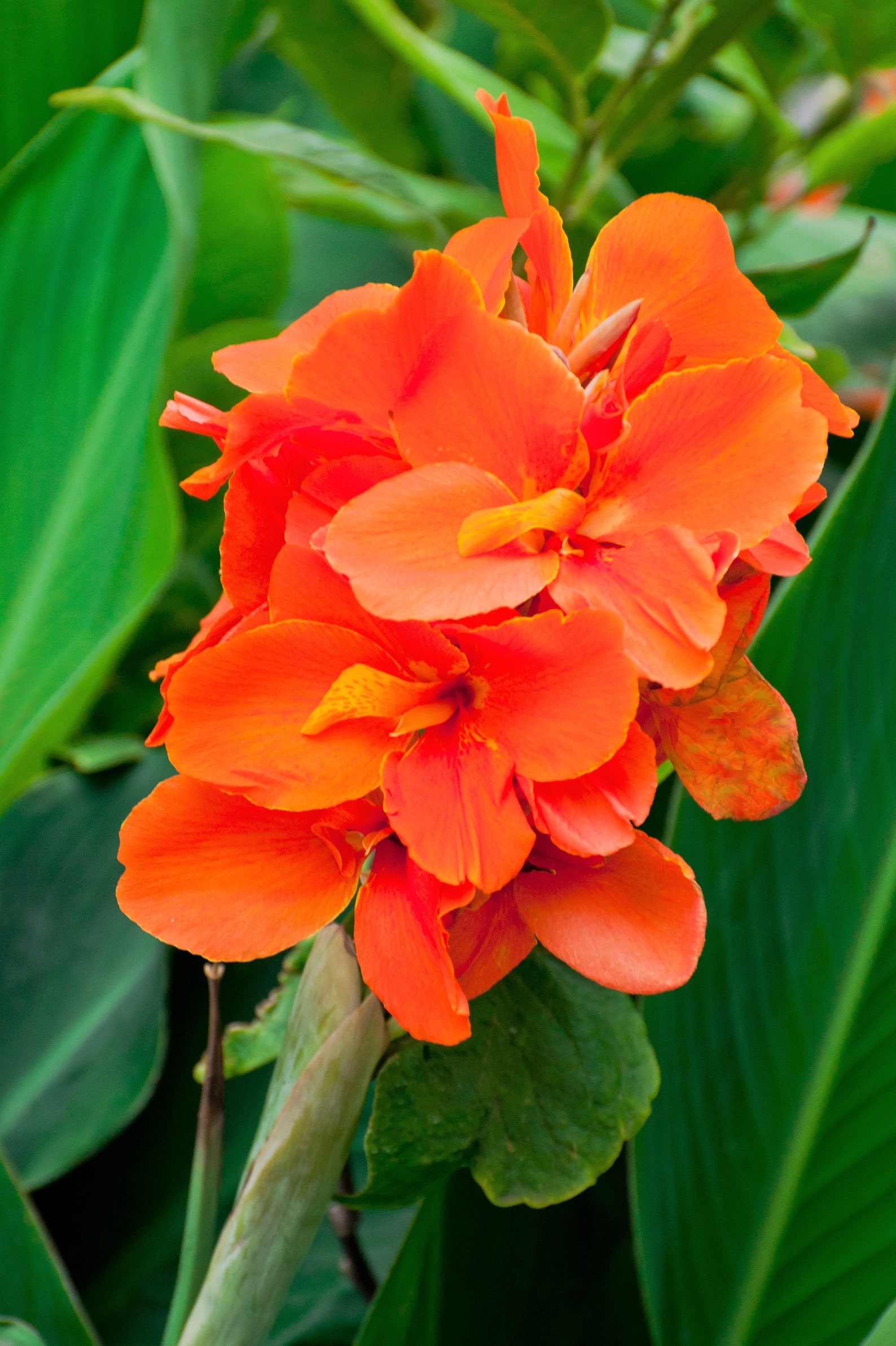 5 ORANGE CANNA LILY Indian Shot Arrowroot Canna Indica Flower - Etsy