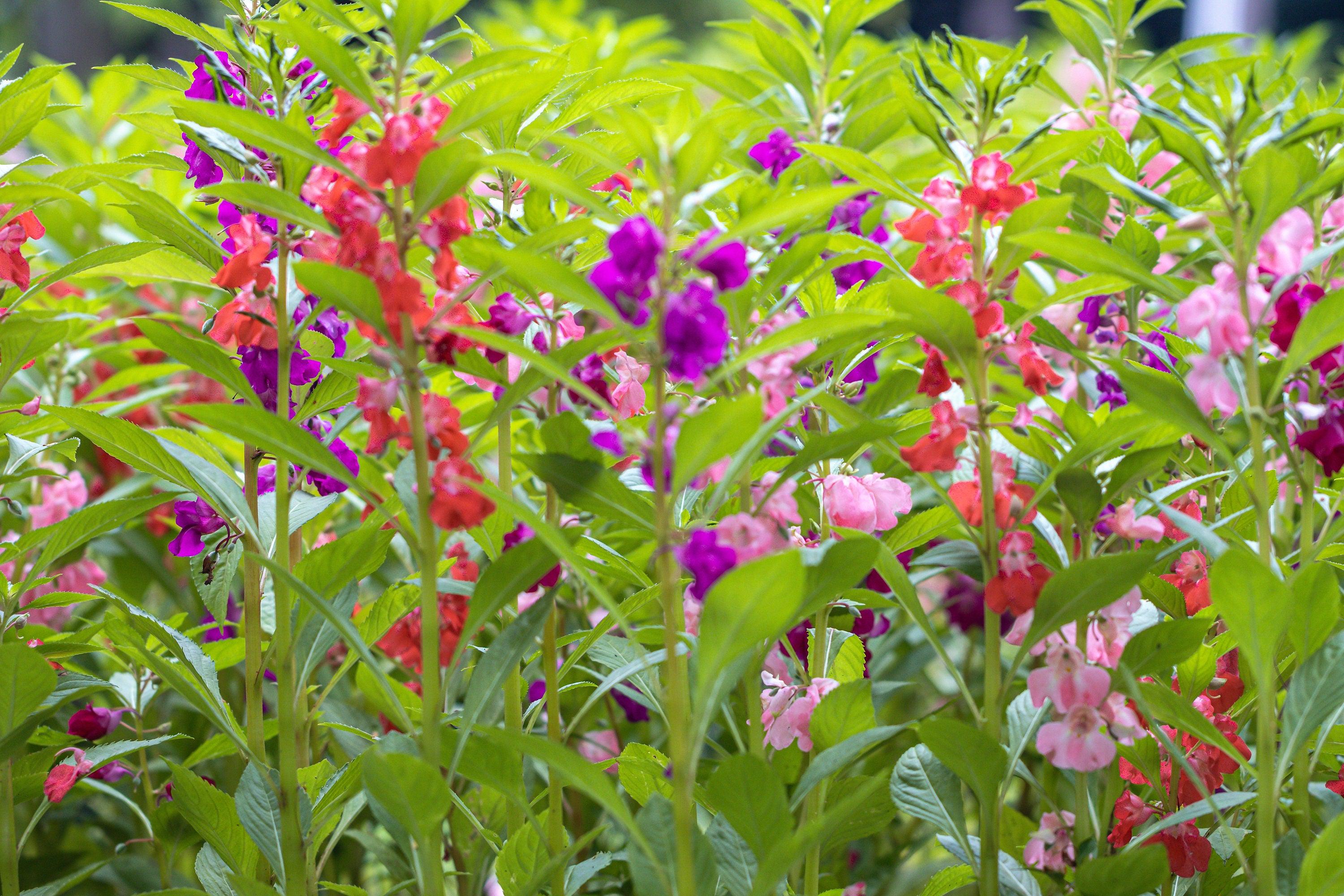 100 Mixed Dwarf TOM THUMB IMPATIENS Balsamina - Sun or Shade - Double ...