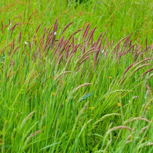 150 SWEET VERNAL GRASS Sweet Grass Vanilla Grass Anthoxanthum Odoratum ...