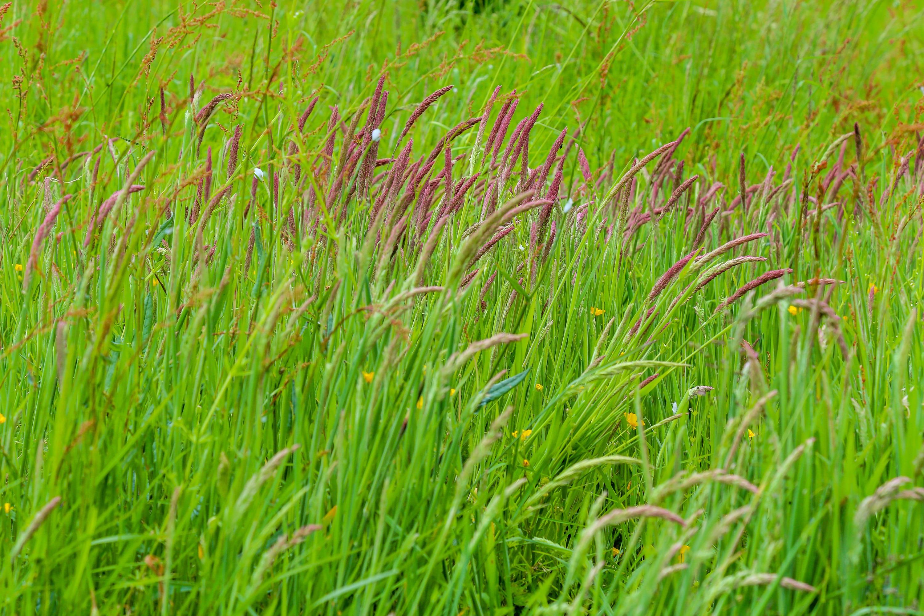 150 SWEET VERNAL GRASS Sweet Grass Vanilla Grass Anthoxanthum Odoratum ...