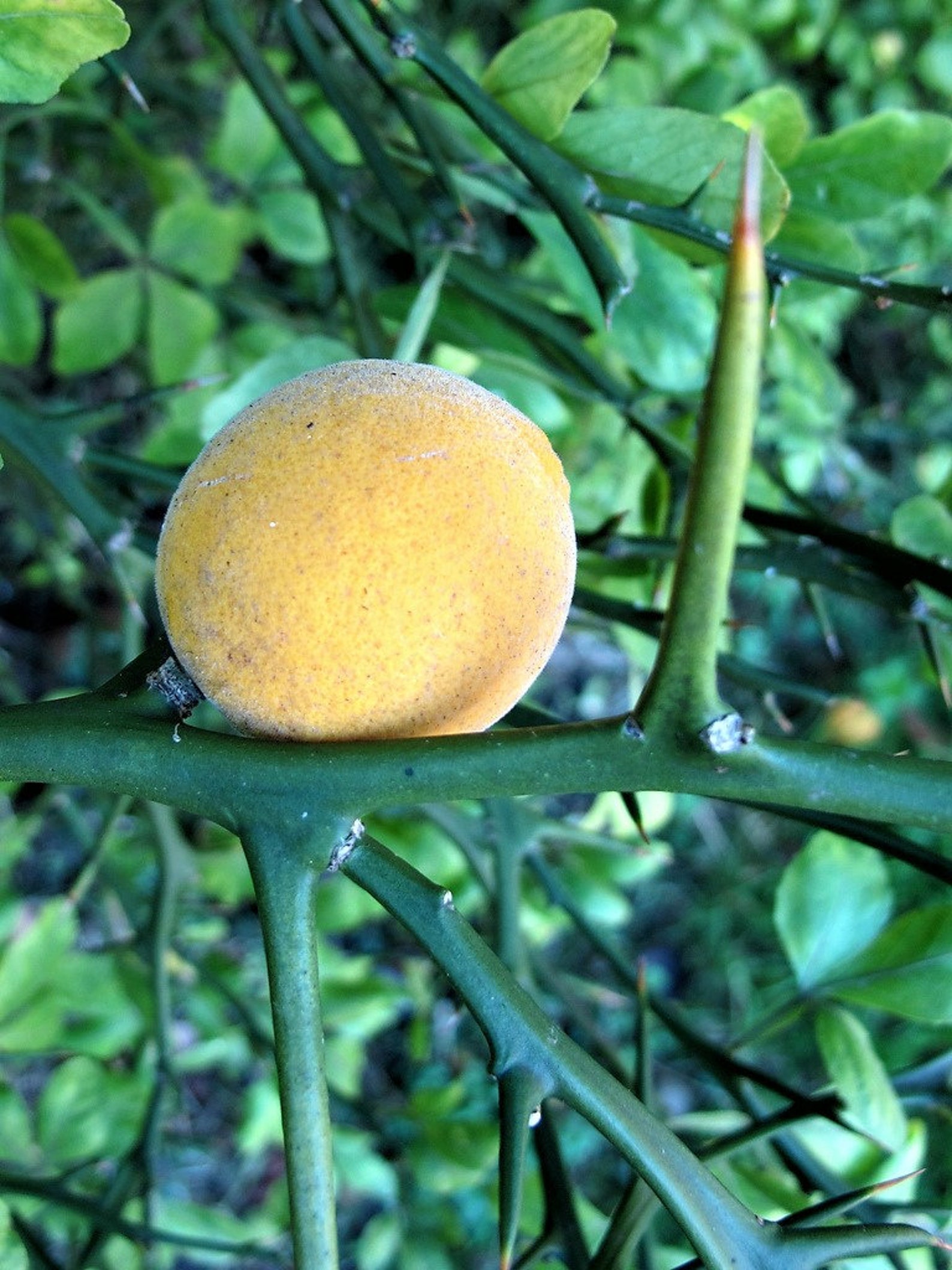 5 HARDY ORANGE TREE Trifoliate Citrus Trifoliata Poncirus Fruit White ...