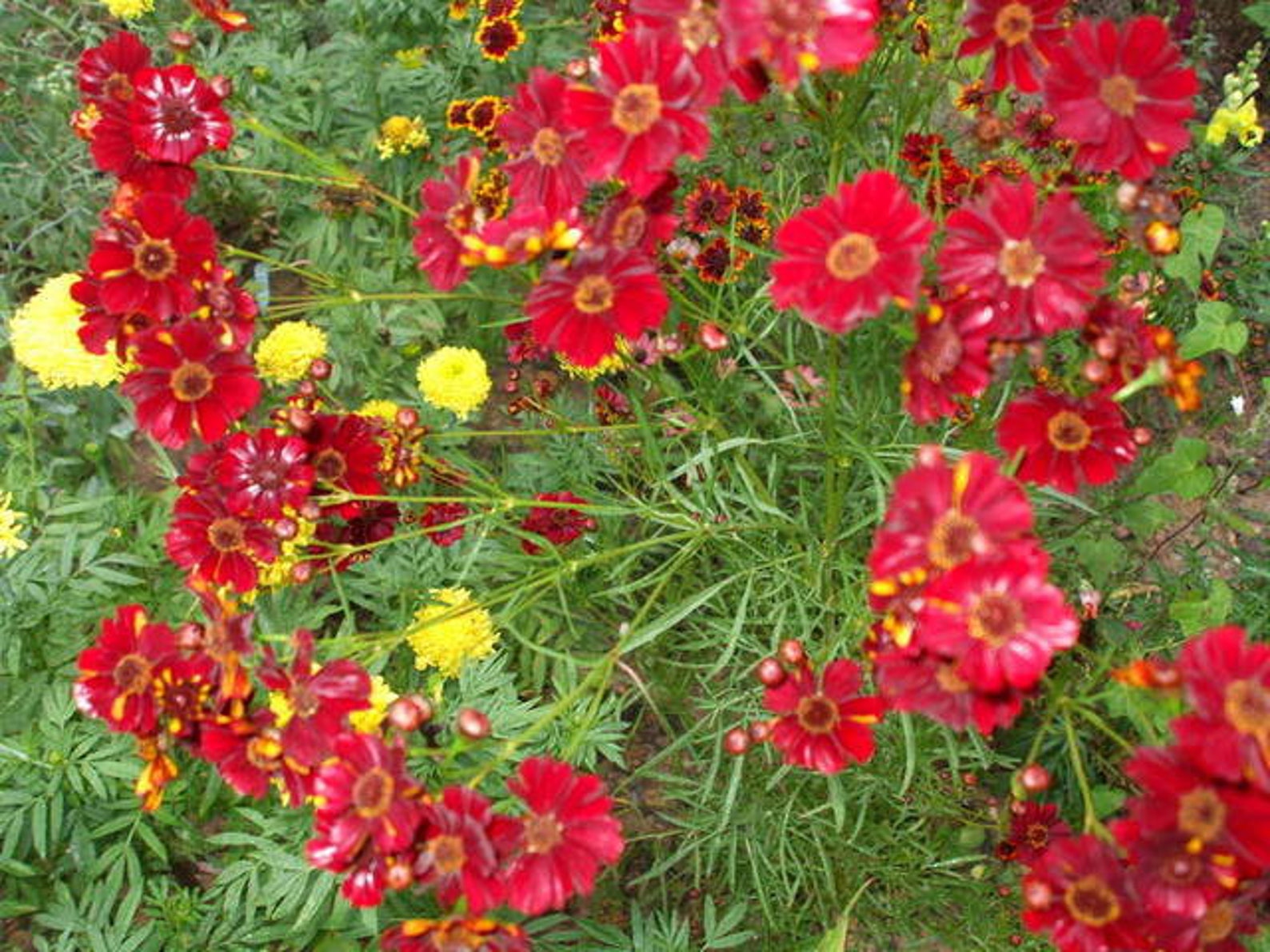 500 RED Dwarf PLAINS COREOPSIS Coreopsis Tinctoria Flower - Etsy