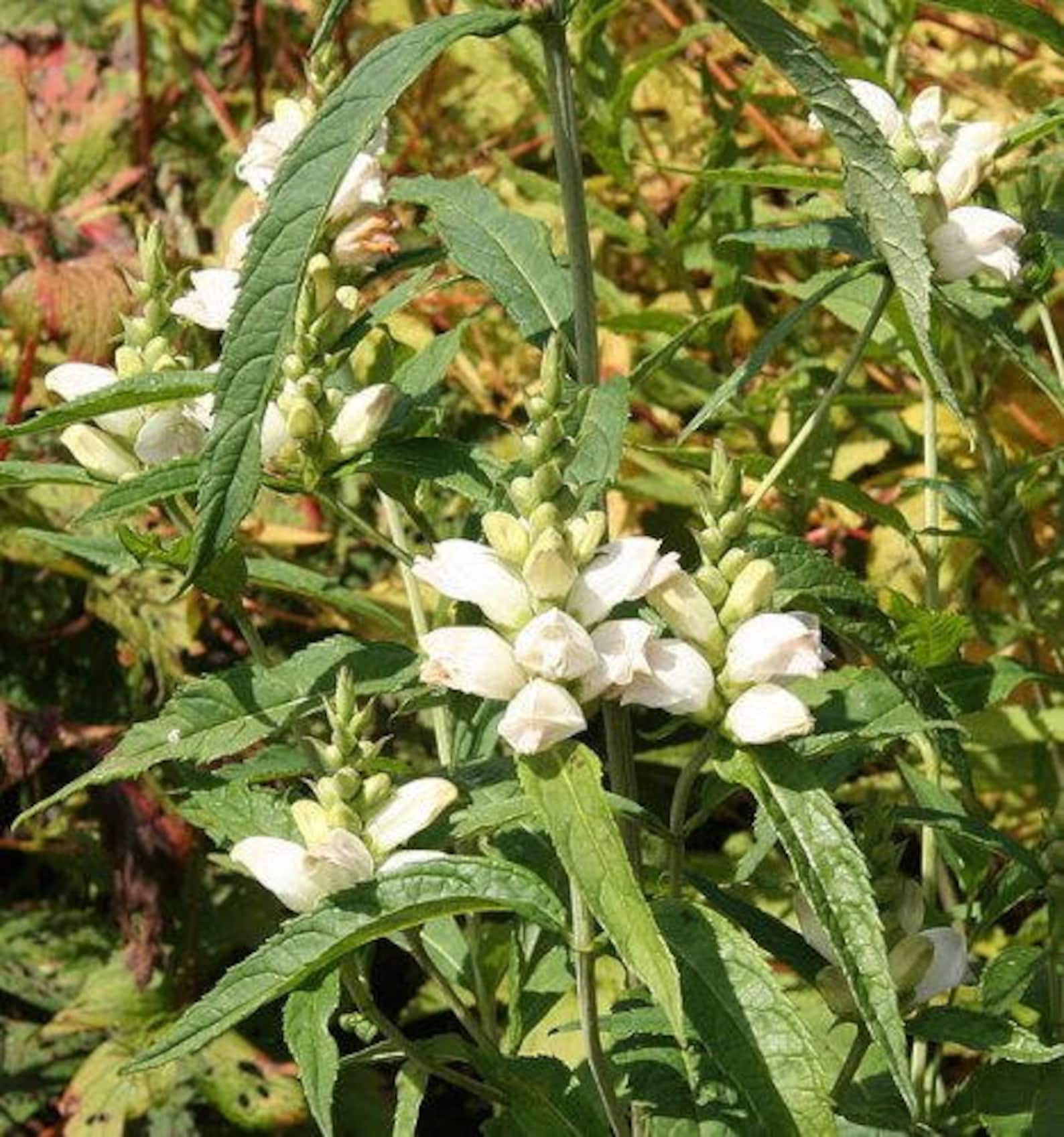 50 WHITE TURTLEHEAD Chelone Glabra Flower Seeds | Etsy Canada