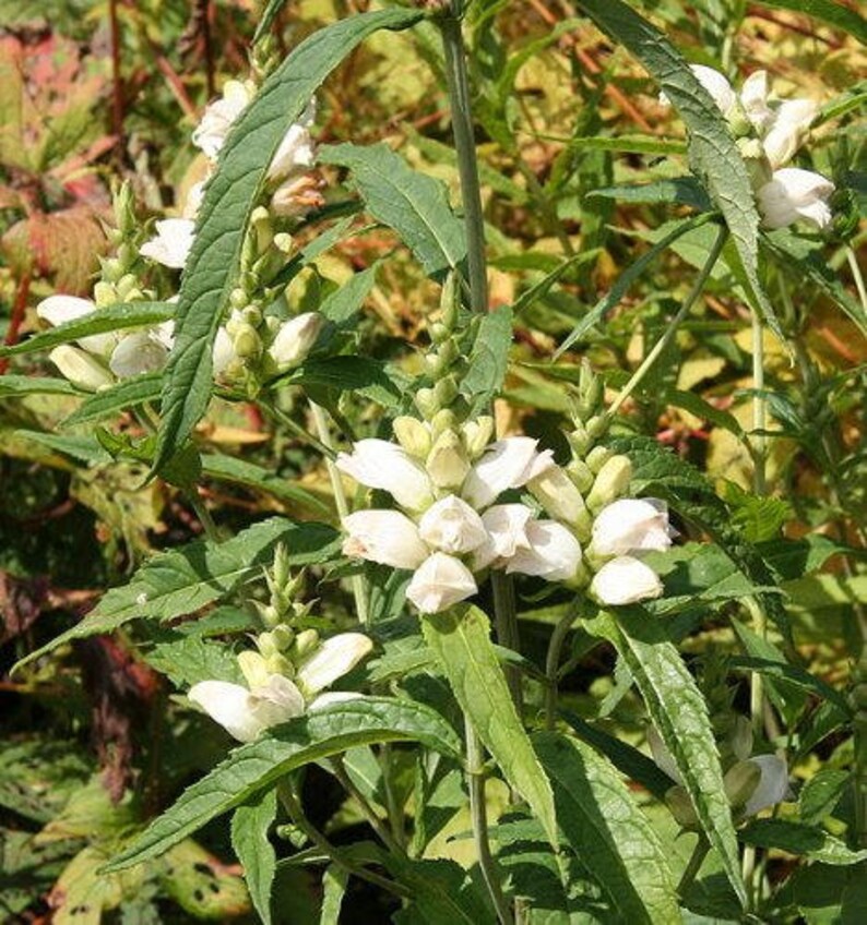 50 WHITE TURTLEHEAD Chelone Glabra Flower Seeds - Etsy