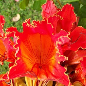 15 Red AFRICAN TULIP TREE fire Tree / Flame of the Forest / Fountain ...
